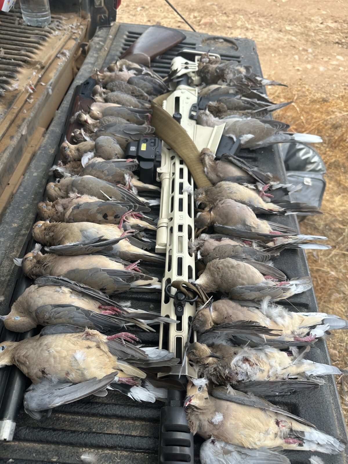 Home - Phoenix Dove Guides